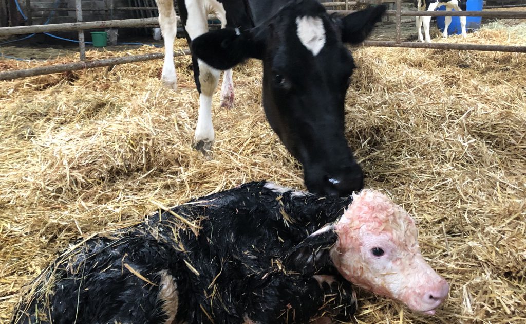 Veterinary Community – serving the veterinary community